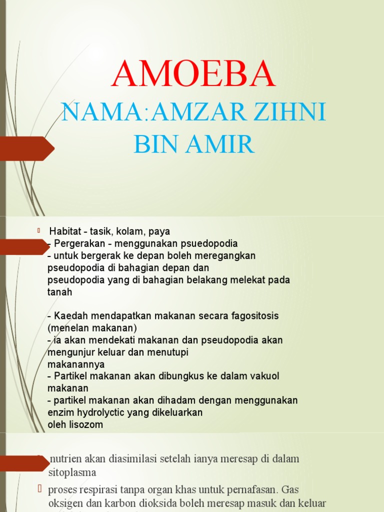 Amoeba 2 | PDF