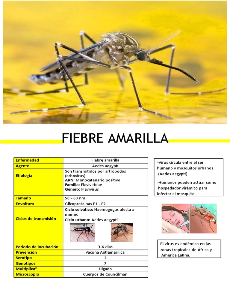 Fiebre Amarilla | PDF Fiebre Amarilla | PDF