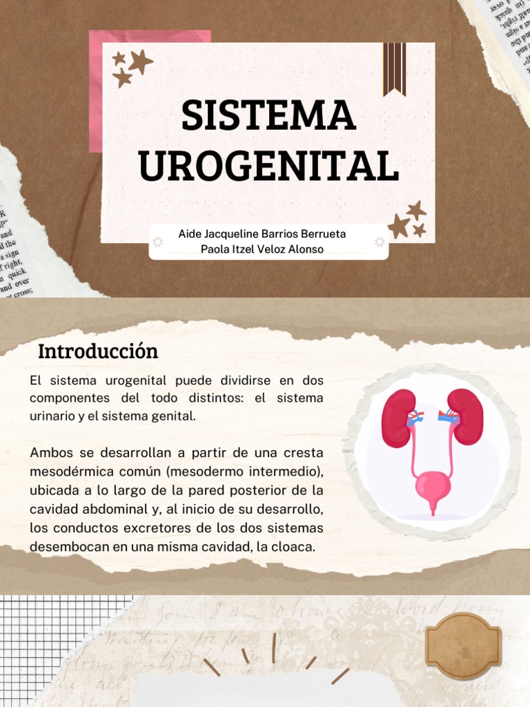Sistema Urogenital | Descargar gratis PDF | Riñón | Testículo