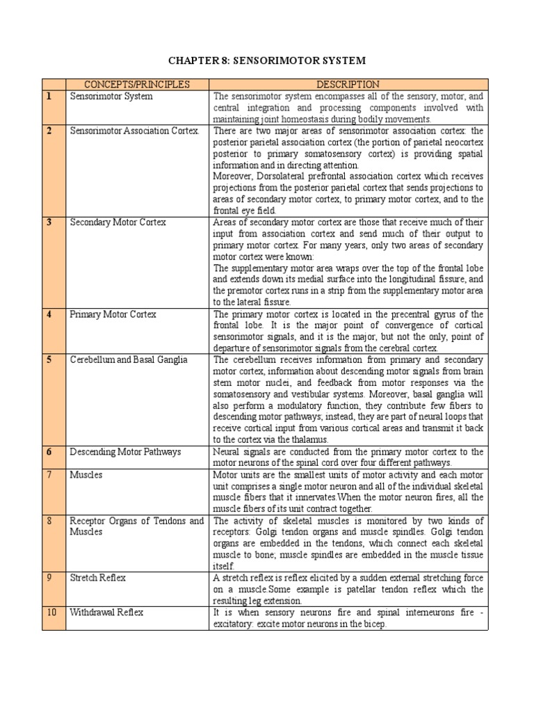 Psy 03 Biopsychology-Ch. 8 Sensorimotor System | PDF | Cerebellum | Motor Neuron