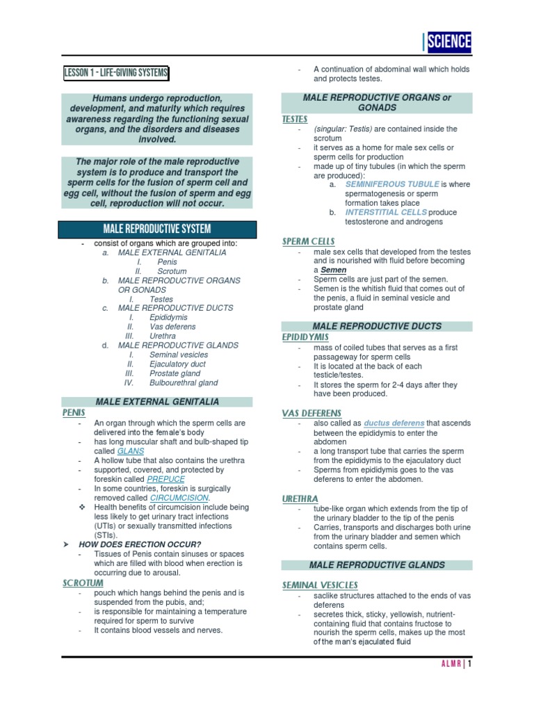 Reproductive Systems Reviewer | PDF | Menstrual Cycle | Testicle