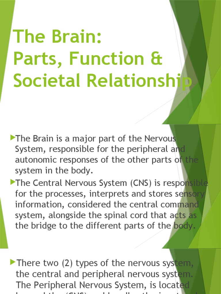 The-Brain-Parts-Function.pptx | PDF