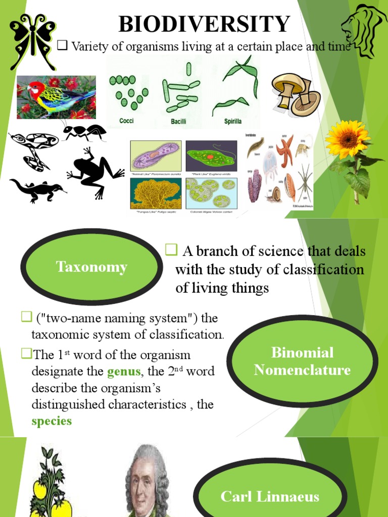 Lesson 17 Taxonomy | PDF | Taxonomy (Biology) | Bacteria