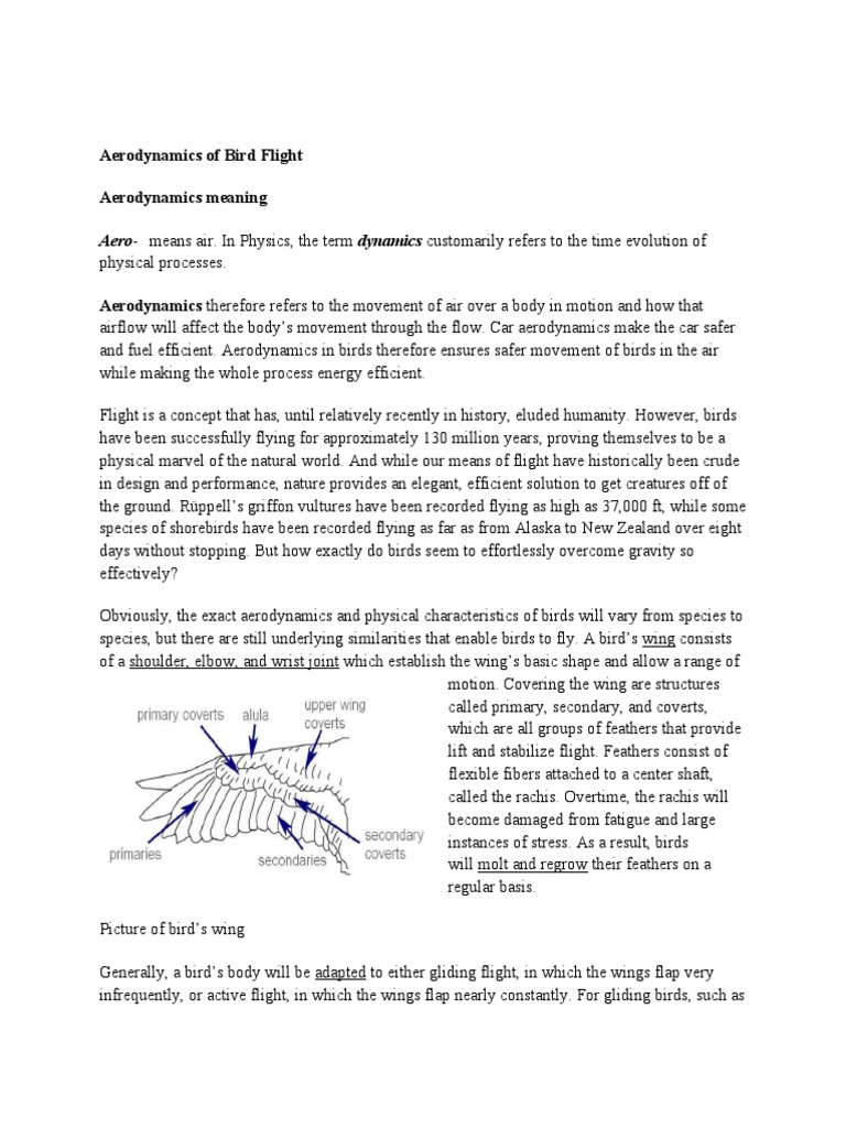 Aerodynamics of Flight in Birds | PDF | Lift (Force) | Flight