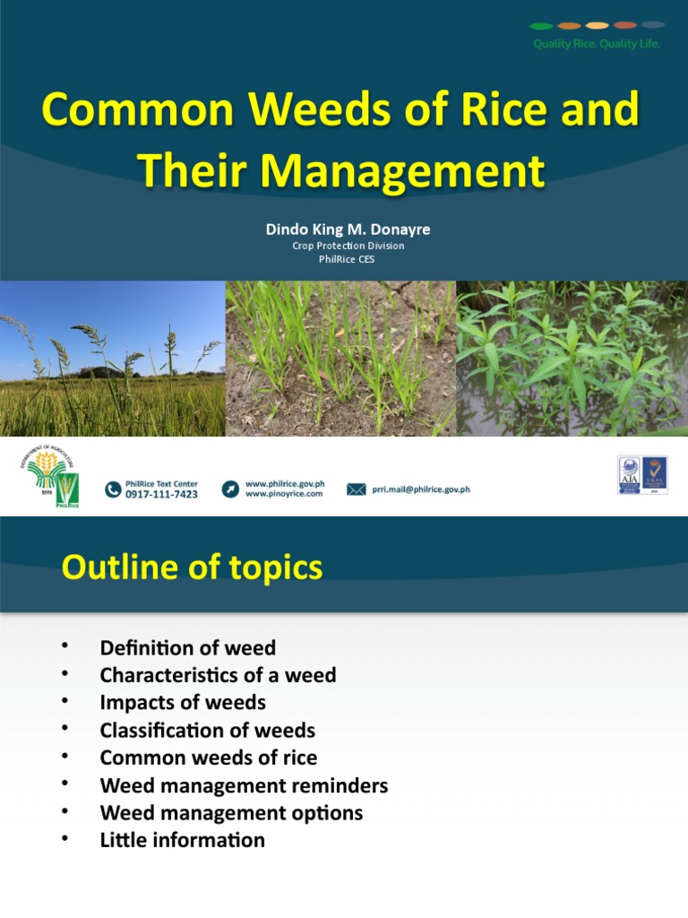 Common Weeds of Rice and Their Management | PDF