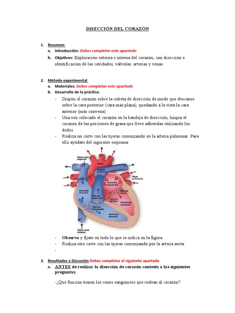 Disección corazón | PDF | Corazón | Artería