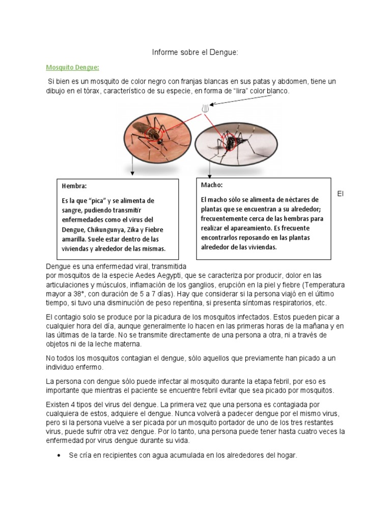 Informe Sobre El Dengue | PDF | Mosquito | Especialidades Medicas