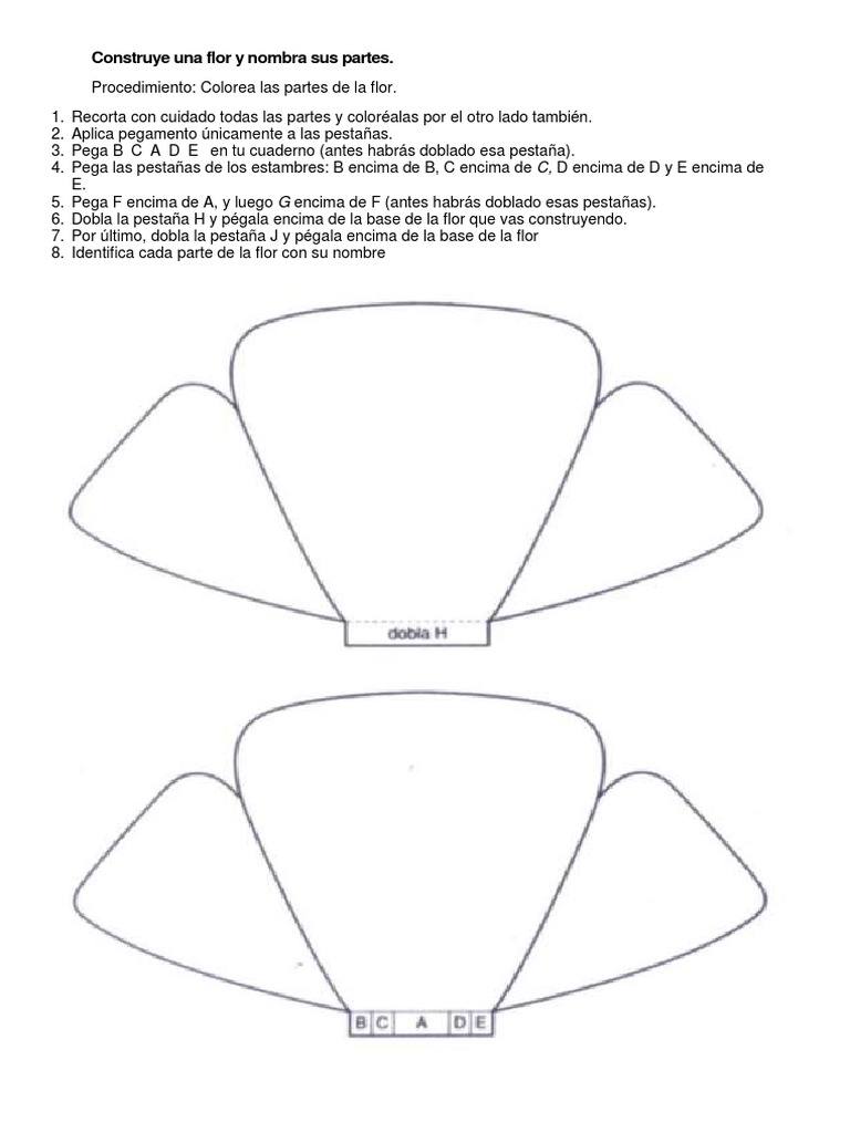 Construye y nombra una flor recortable | PDF