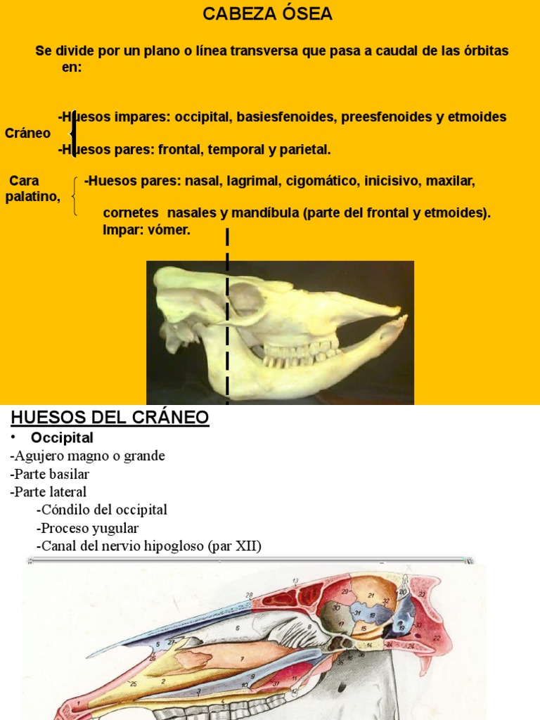 Cabeza Ósea Anatomía | PDF | Cráneo | Cabeza y cuello humanos