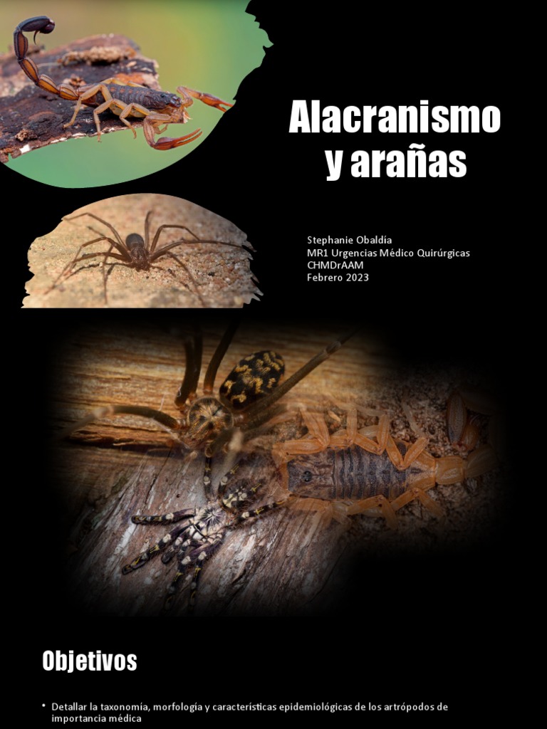 Alacranismo y Arañas | PDF | Alergia | Causas de la muerte