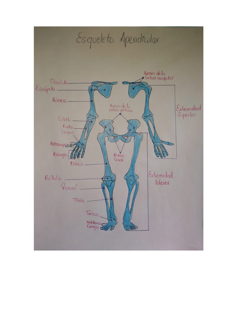 Esqueleto Apendicular | PDF
