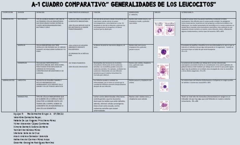 Cuadro comparativo de leucocitos | PDF | Leucocito | Sistema inmune