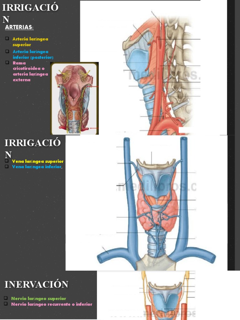 Inervación e Irrigación de Lalaringe | PDF