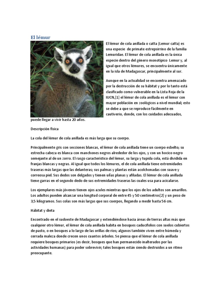 El Lemur Cola Anillada | PDF | Naturaleza
