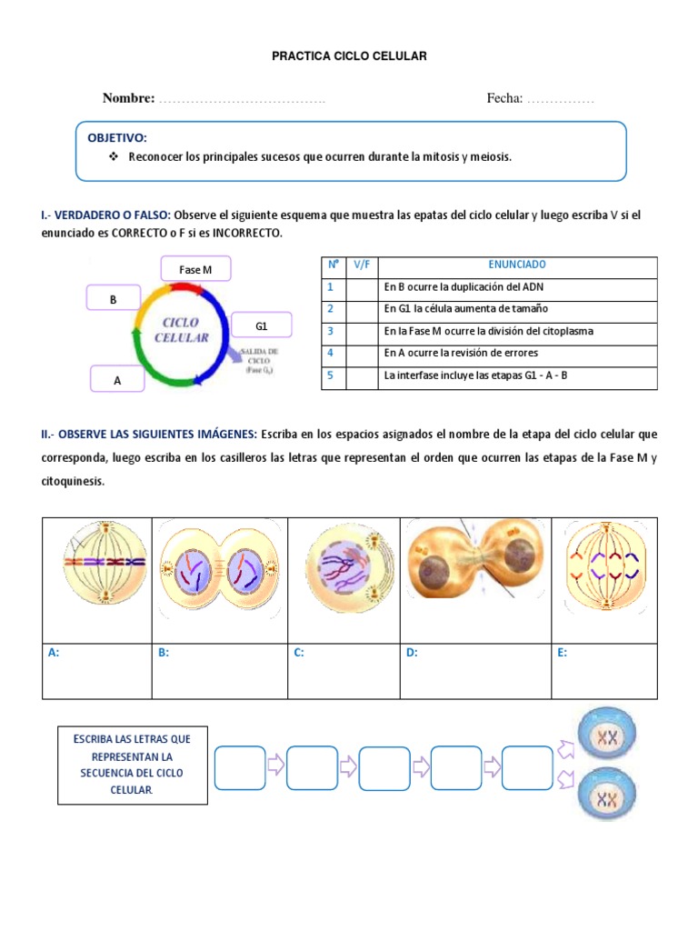 Practica Ciclo Celular | PDF