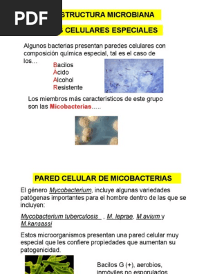Estructura Celular De Las Micobacterias