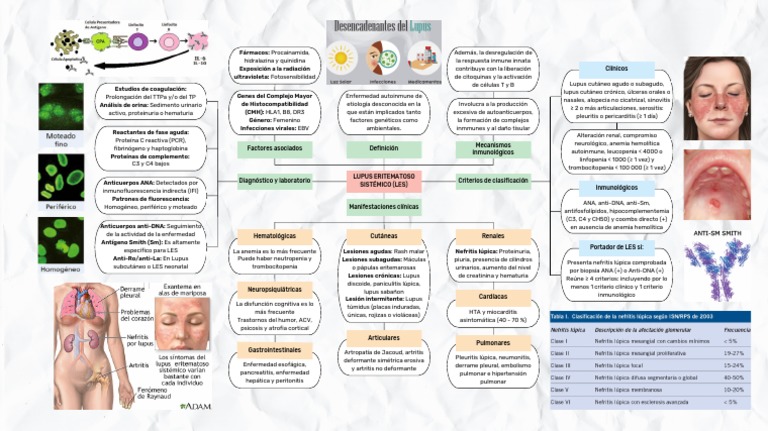 Lupus - Mapa Conceptual | PDF | Enfermedades y trastornos | Medicina ...