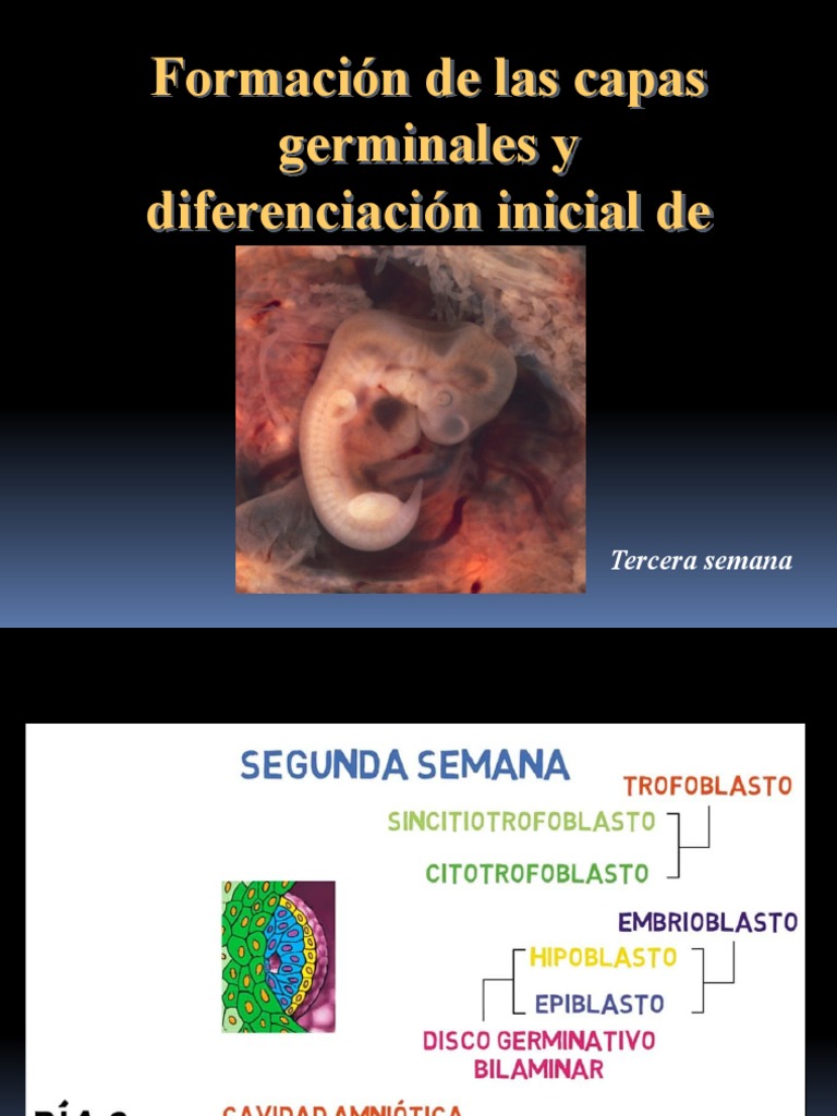 Formación de Las Capas Germinales Tercera Semana | PDF | Neurociencia ...