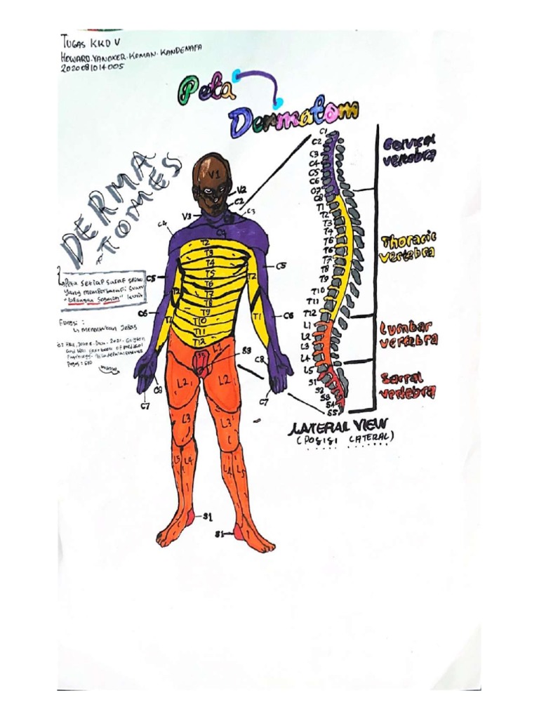 (Peta Dermatom dan Istilah-istilah Anatomis) 2 | PDF