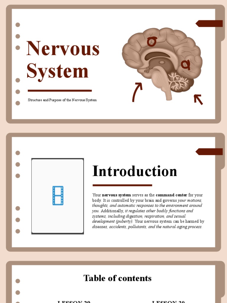 Structure and Functions of the Nervous System | PDF | Nervous System ...