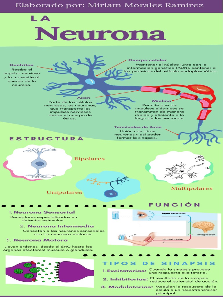 Infografia de La Neurona | PDF | Neurona | Sinapsis