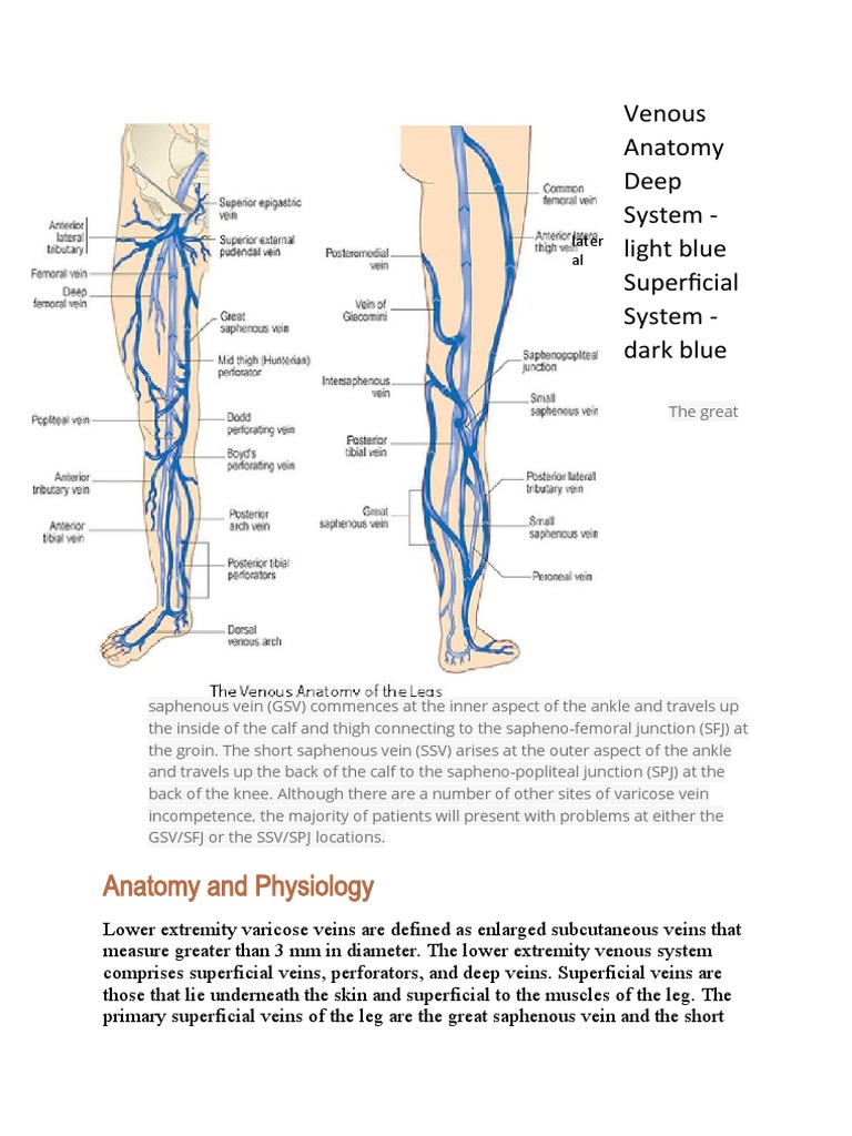 2023 Vein Anatomy | PDF | Human Leg | Vein