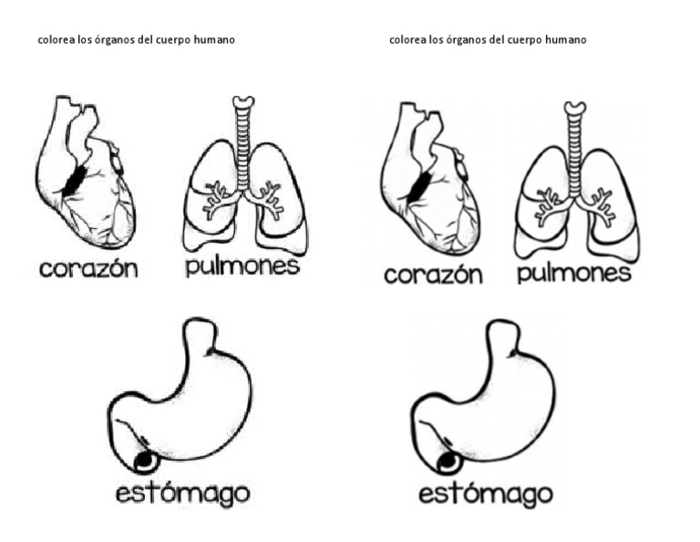 Colorea Las Partes Del Cuerpo