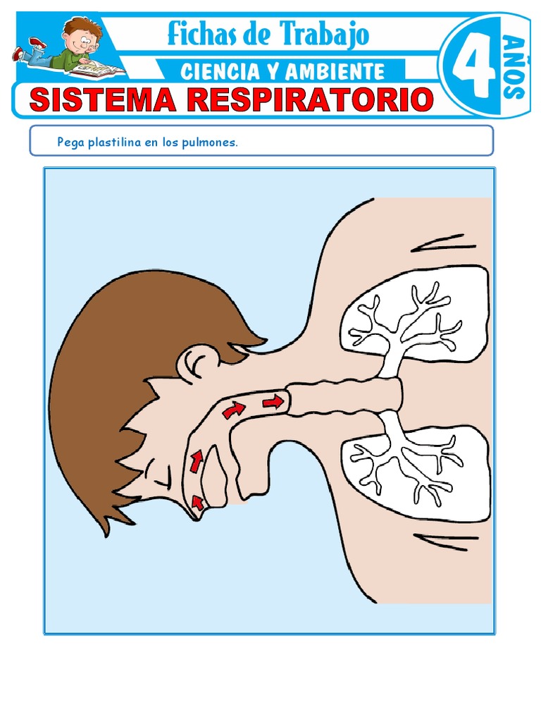 Actividades de Coloreo del Sistema Respiratorio | PDF