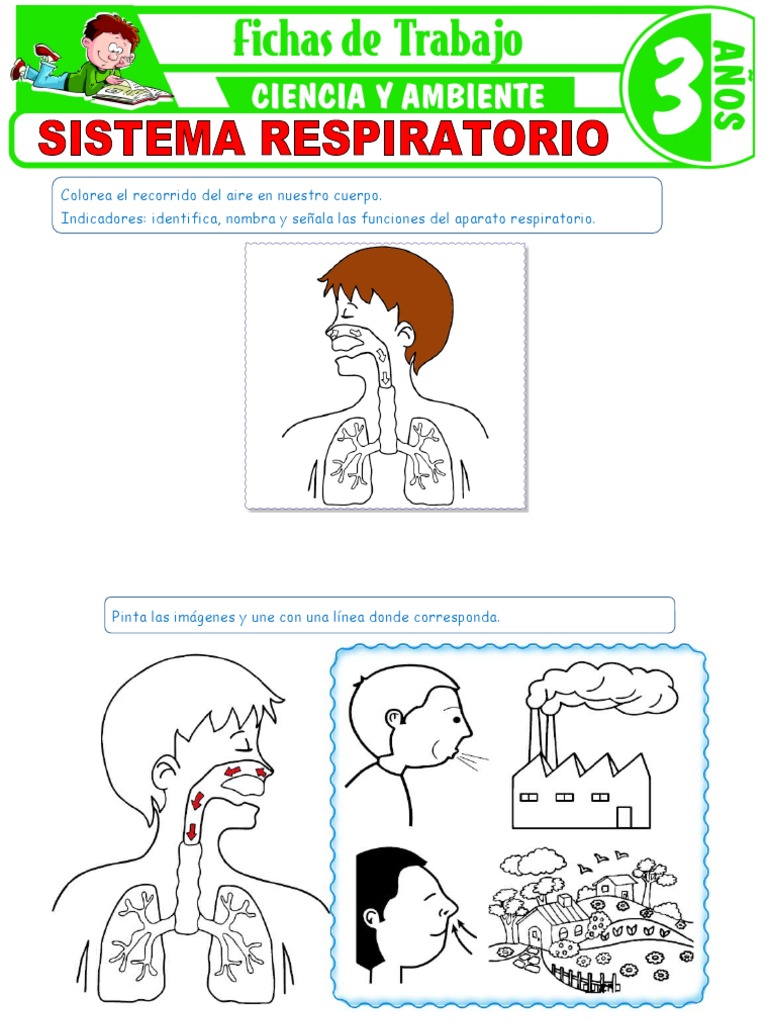 Sistema Respiratorio para Ninos de 3 Anos | PDF