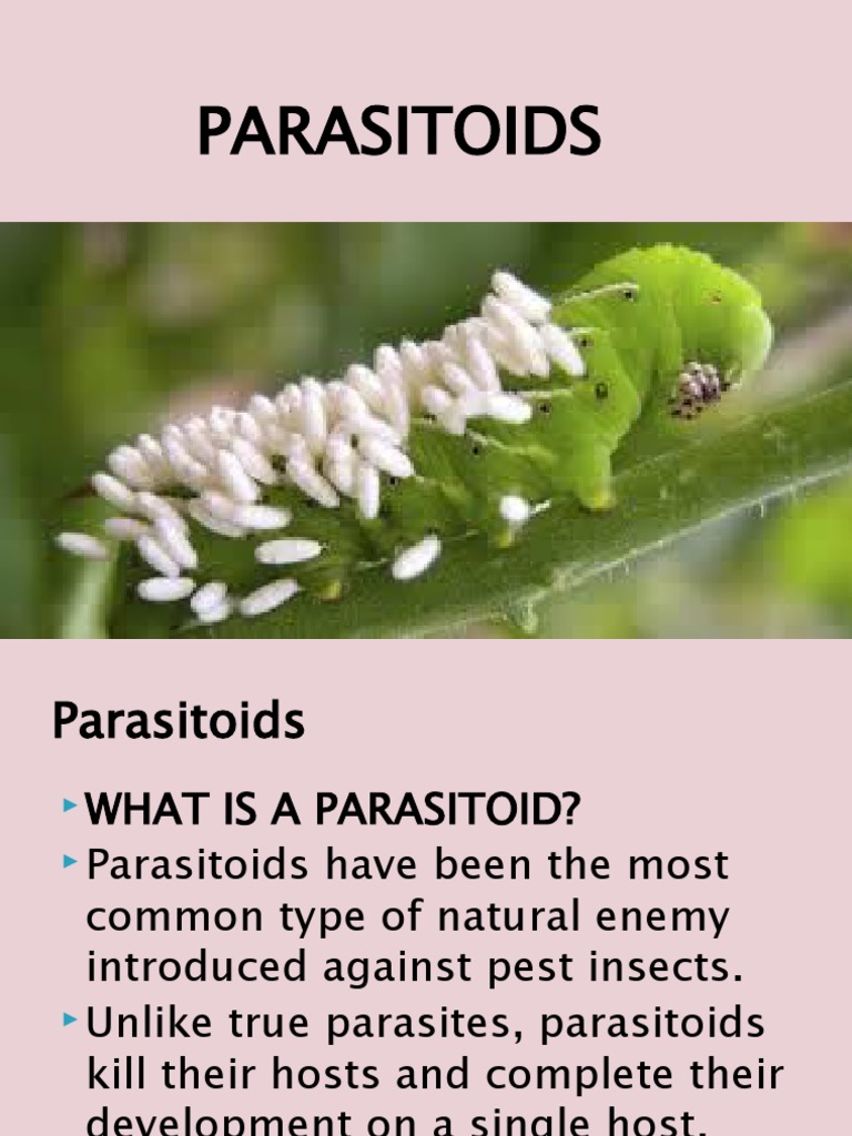 Parasitoids | PDF | Fly | Insects