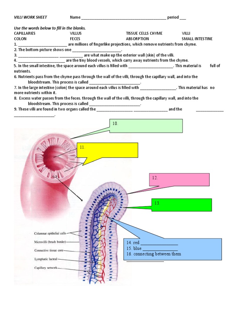 Villi Worksheet | PDF | Small Intestine | Large Intestine