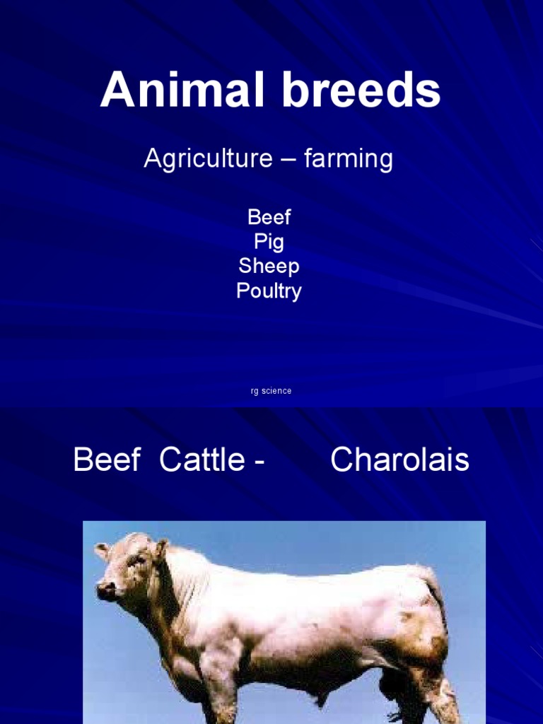 Animal Breeds | PDF