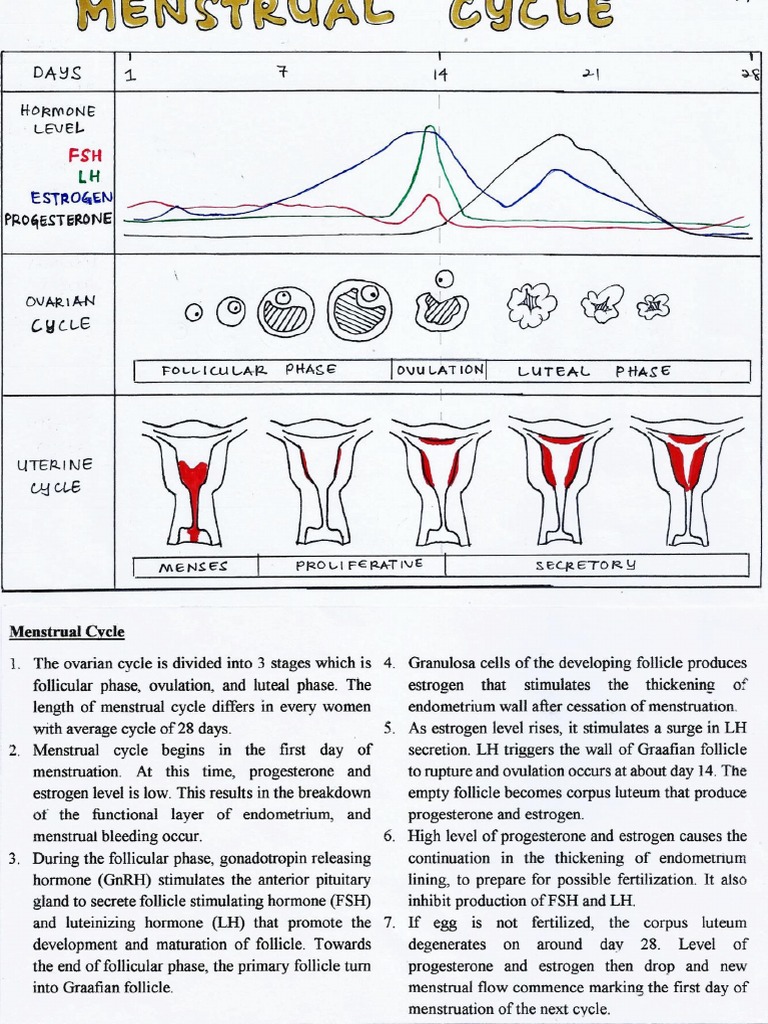 Menstrual Cycle | PDF