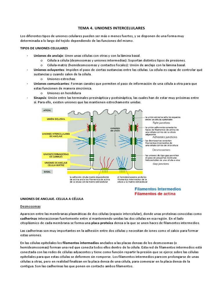Tema 4. Uniones Intercelulares | PDF | Sinapsis | Biología Celular