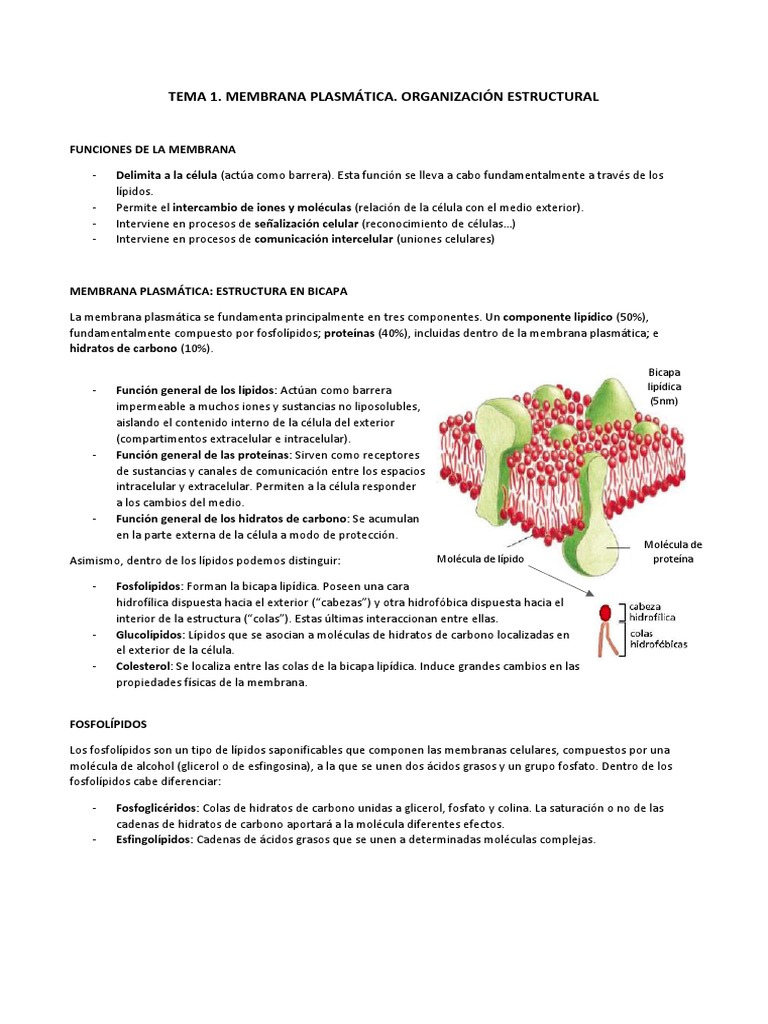 Tema 1. Membrana Plasmática | PDF | Bicapa lipídica | Membrana celular