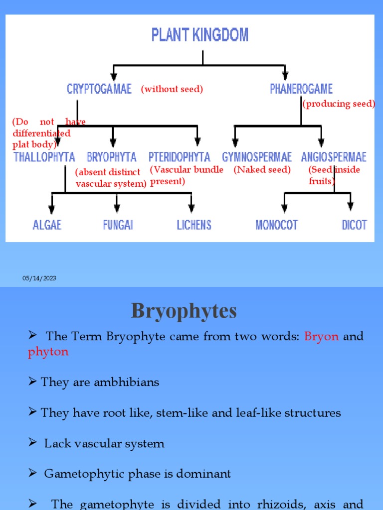Bryophytes | PDF