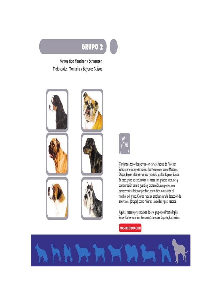 Perros Pastoreo Grupo 2 | PDF | Buldog | Razas de perros