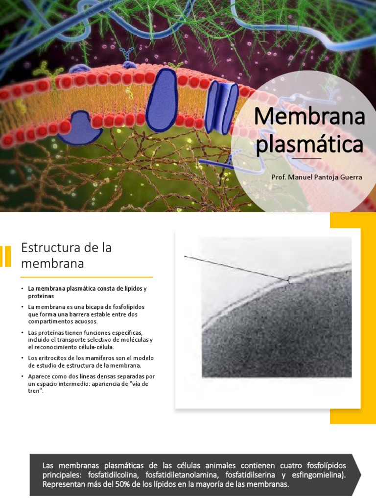 Clase 7 - Membrana Plasmática | PDF | Ciencia y matemáticas