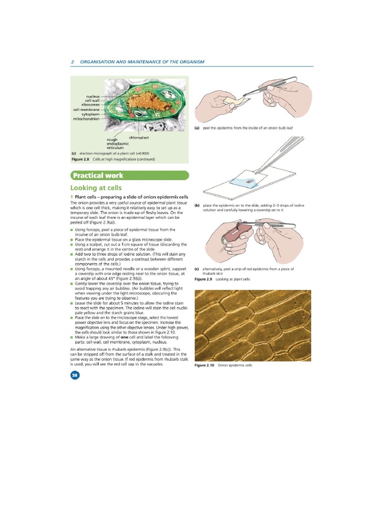 O Level Biology Practical Experiments | PDF