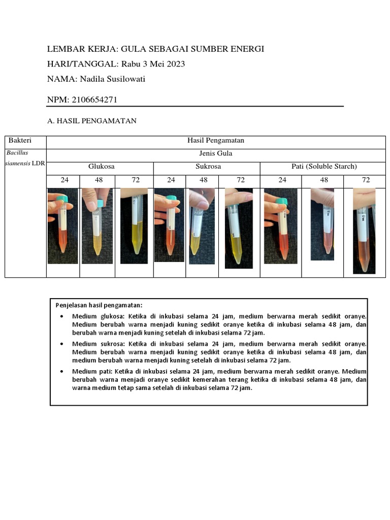 Nadila Susilowati - 2106654271 - C7 Pagi - Gula Sebagai Sumber Energi ...