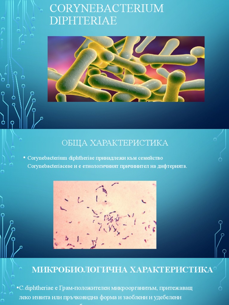 Corynebacterium Diphteriae 2 | PDF