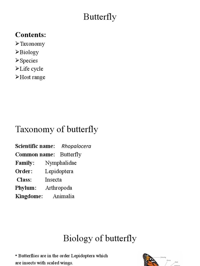 Butterfly | PDF | Butterfly | Lepidoptera