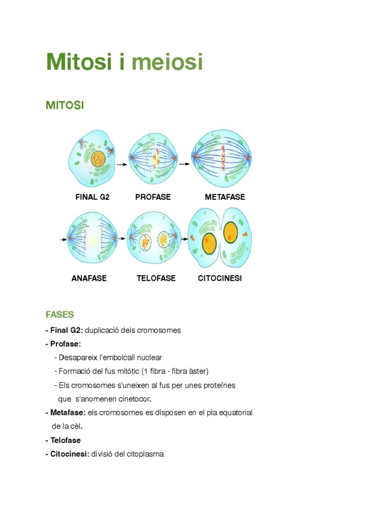 Apunts Bio 1r BAT | PDF