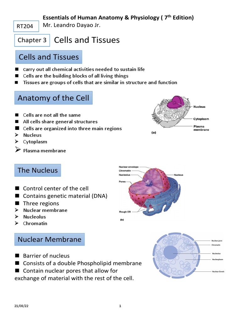 Rt204 - Topic 2 Cells Handouts - Bonghanoy | PDF | Mitosis ...
