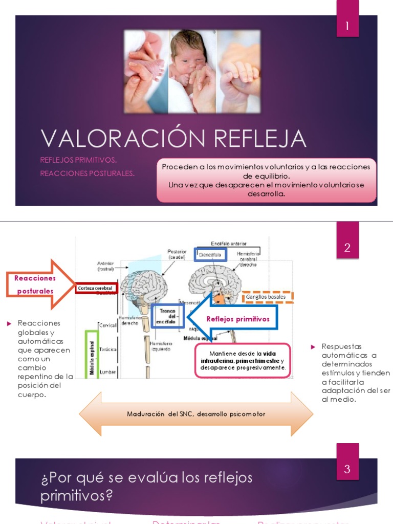 Evaluación de Reflejos PDF | PDF | Anatomía humana