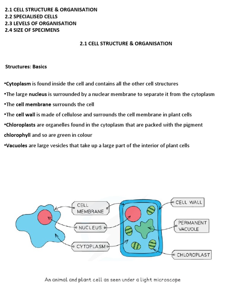 Ch-2 Organisation of The Organism | PDF