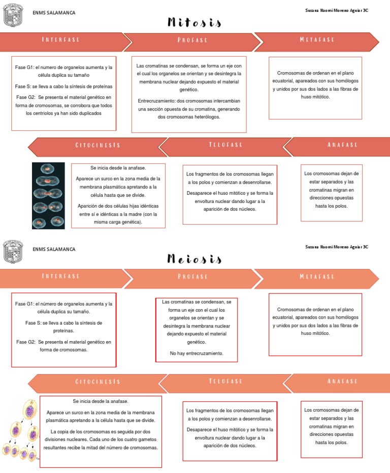 MITOSIS MEIOSIS.pdf | PDF | Mitosis | Mitosis