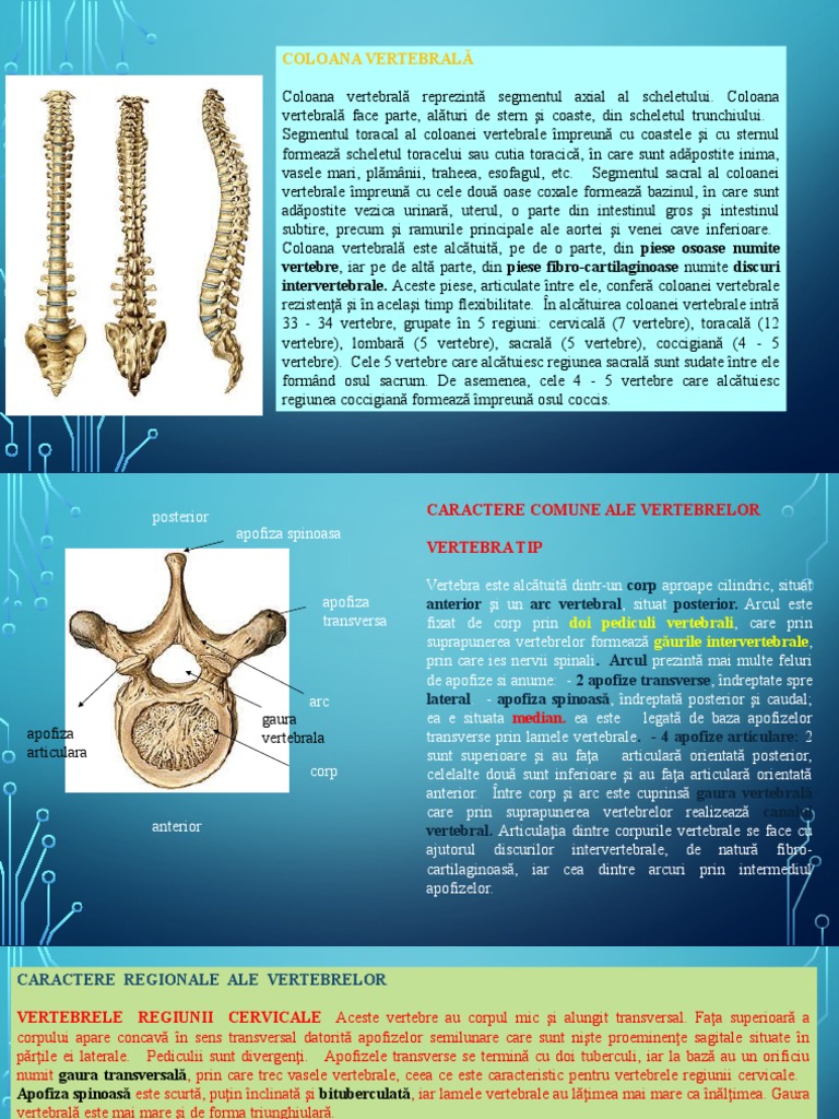 LP1 Anatomie | PDF