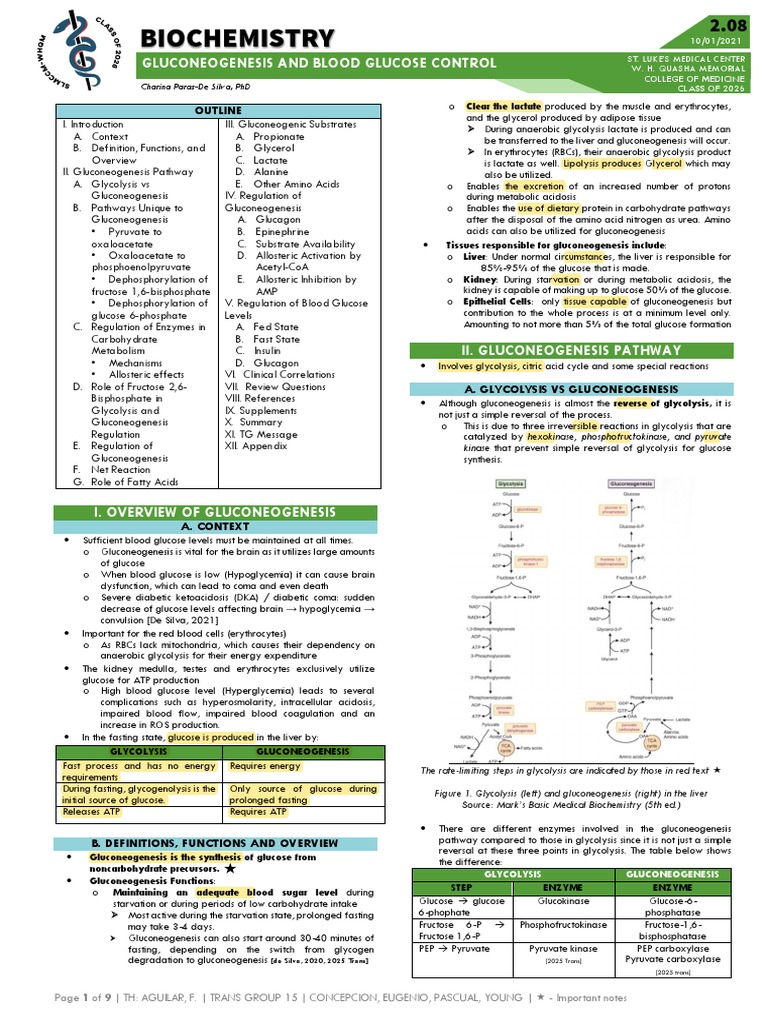 Biochemistry - 2.08 - Gluconeogenesis and Blood Glucose Control | PDF ...
