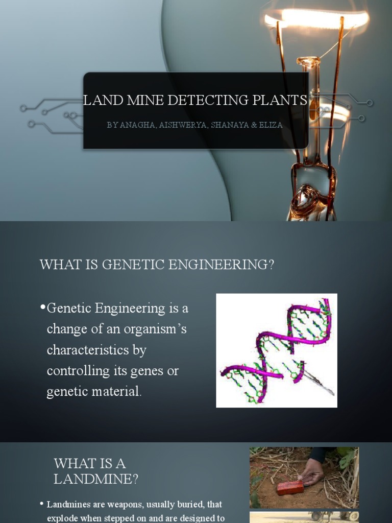 Land Mine Detecting Plants 16425 Pdf Land Mine Arabidopsis Thaliana
